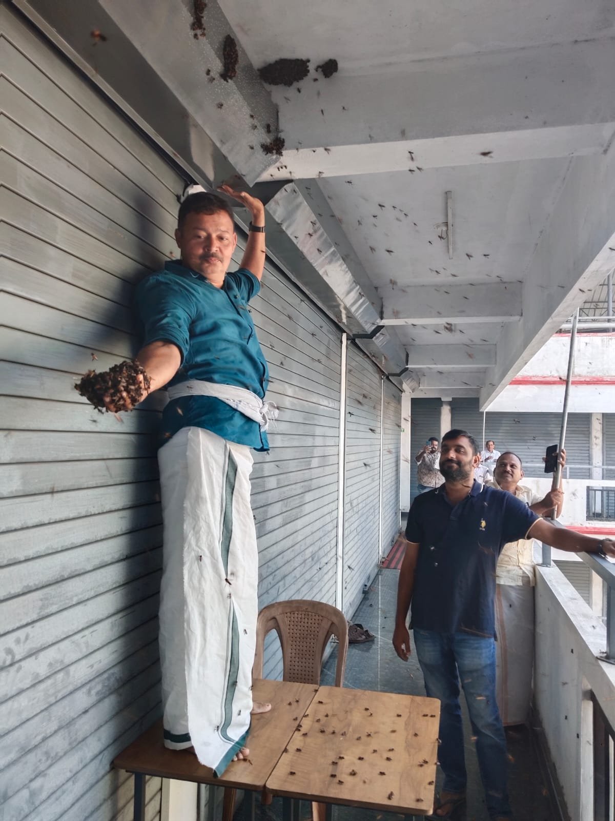 Peruvian bee herd, which was a threat to traders, was caught and ...